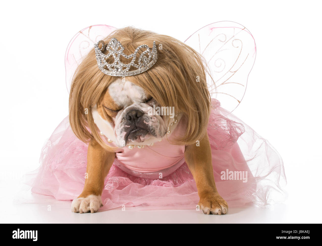 naughty princess - english bulldog wearing princess costume Stock Photo ...