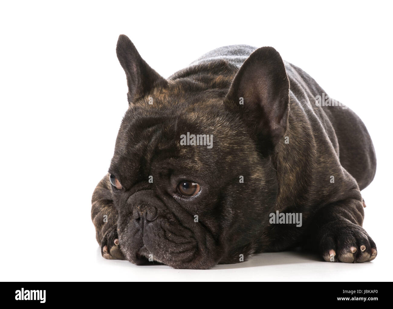 Bulldog laying down Cut Out Stock Images & Pictures - Alamy