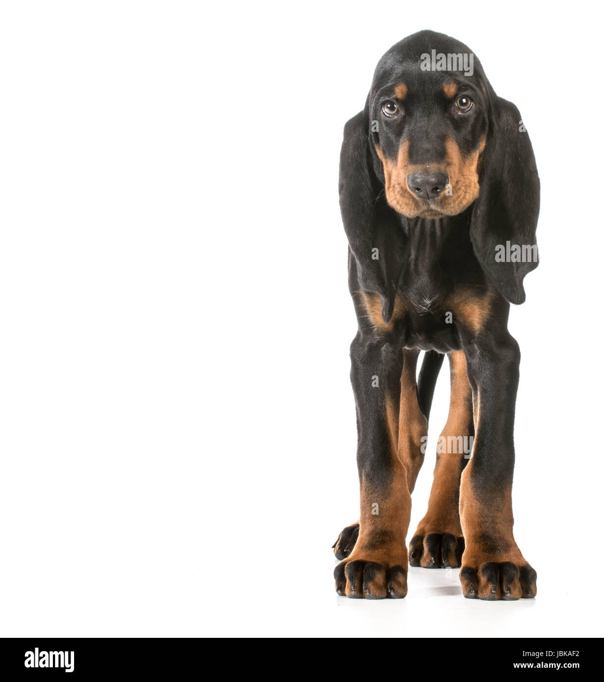 cute puppy - black and tan coonhound standing on white background Stock ...