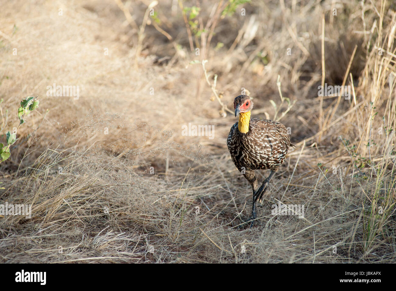 bird in the wilds of africa Stock Photo - Alamy
