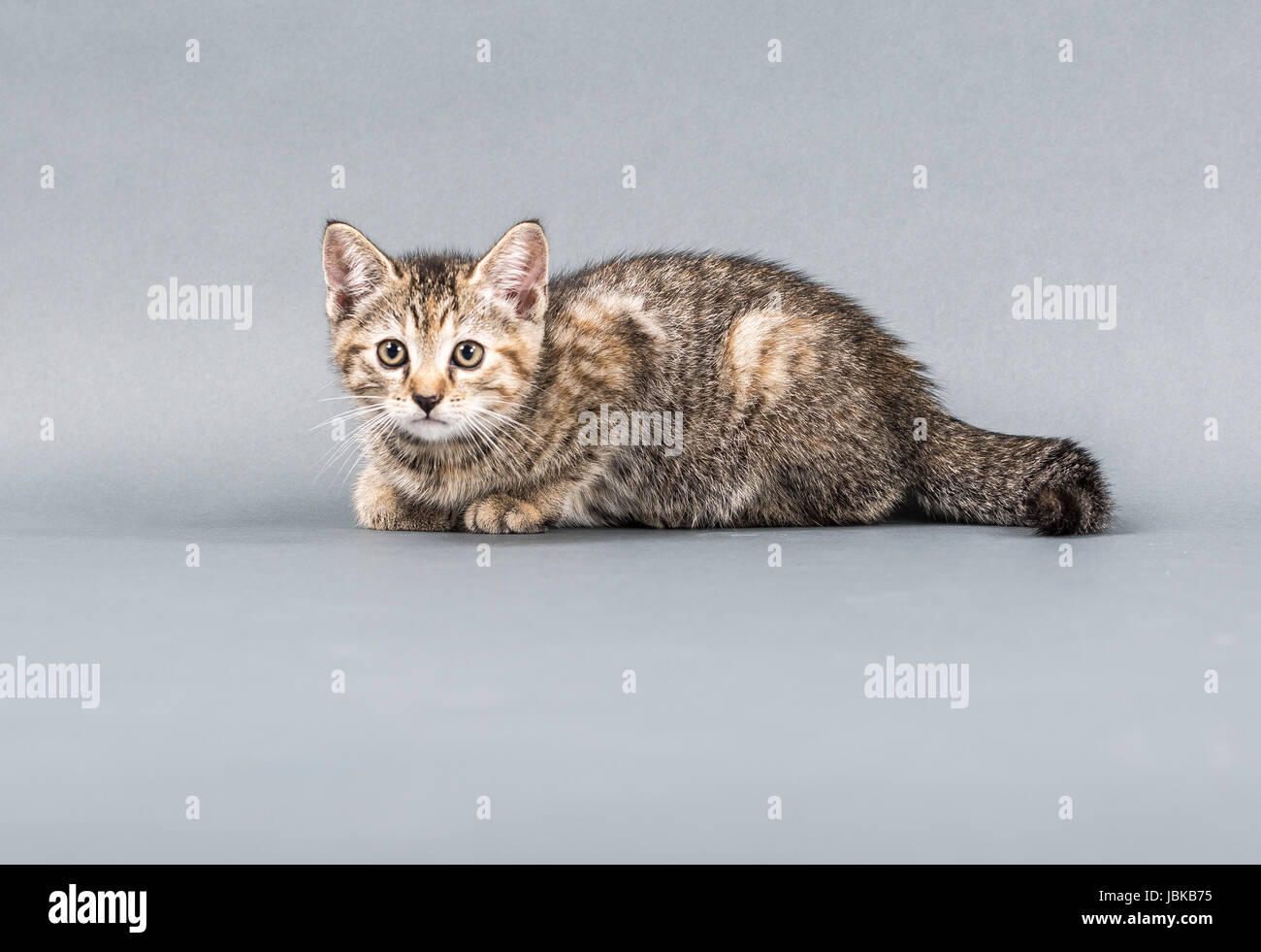 Striped The Tomcat High Resolution Stock Photography and Images - Alamy
