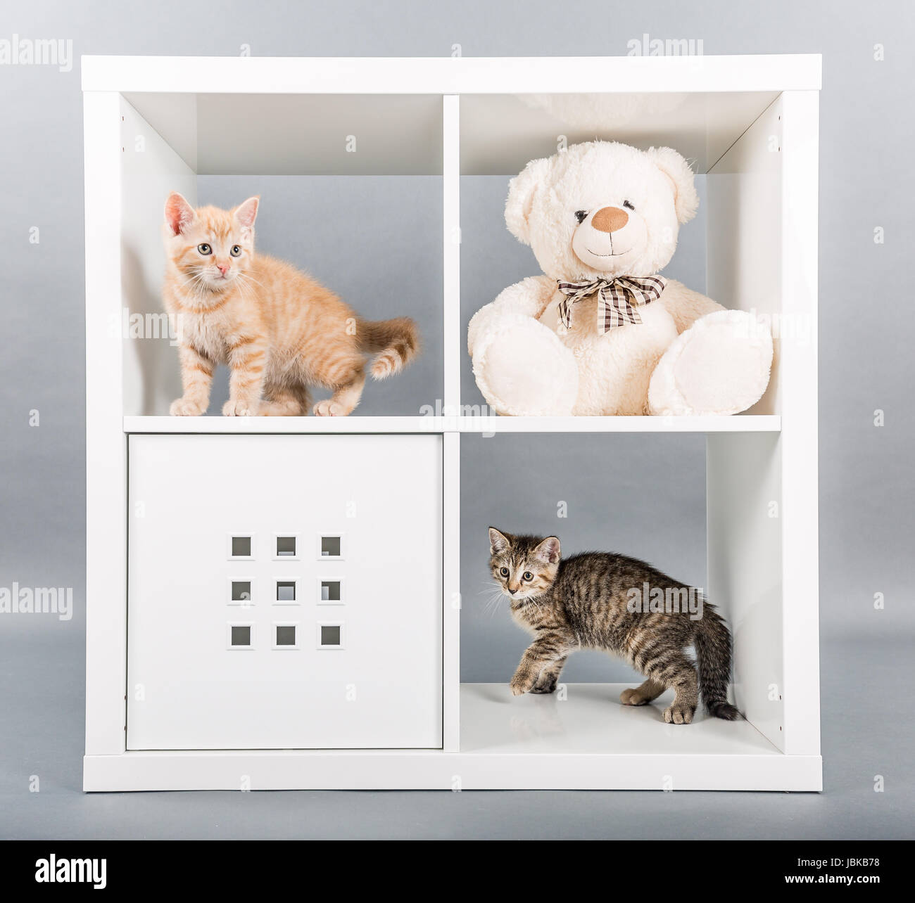 Studio shot of two small kittens playing in a box in front of a gray ...