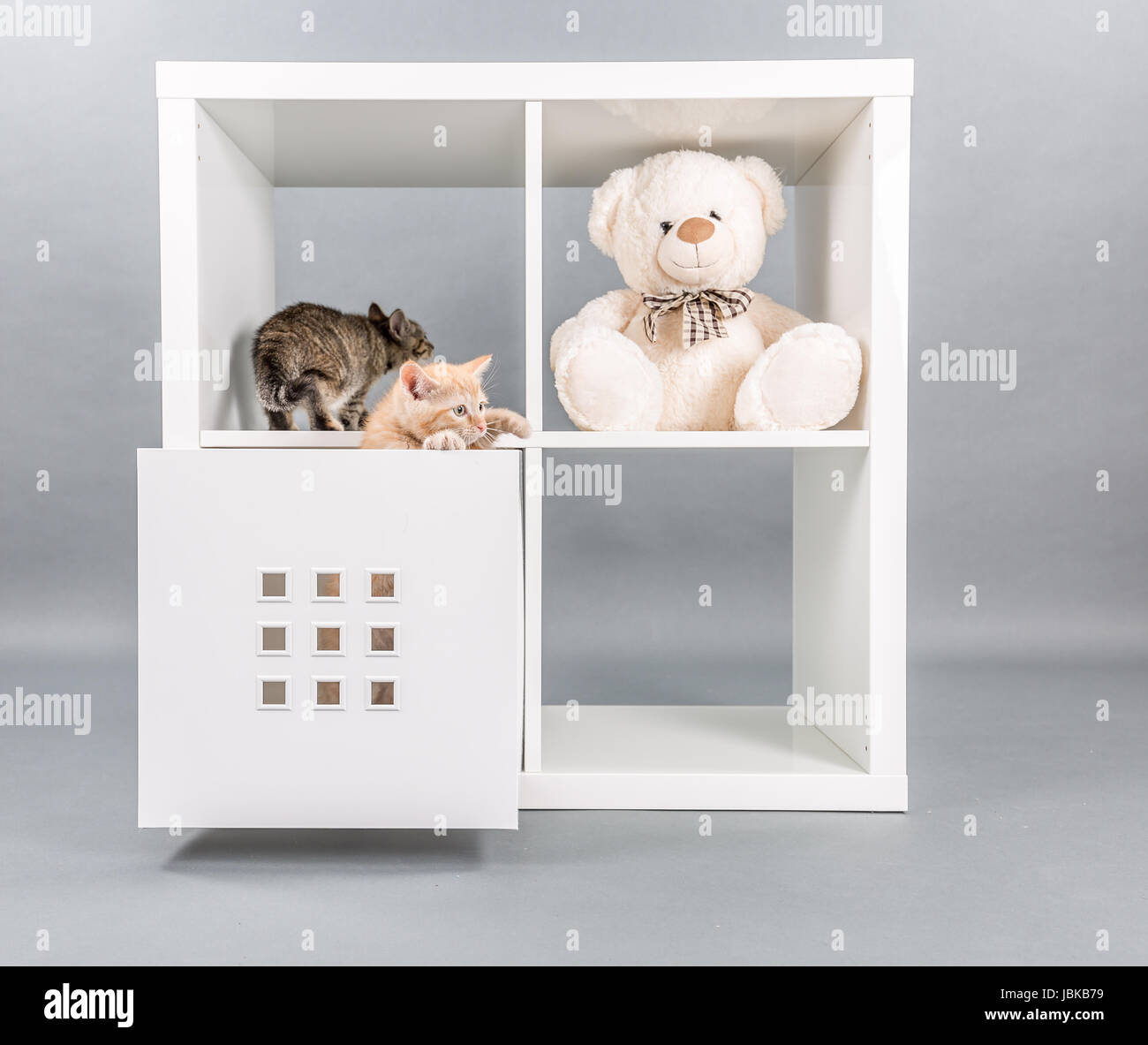 Kittens a box hi-res stock photography and images - Alamy