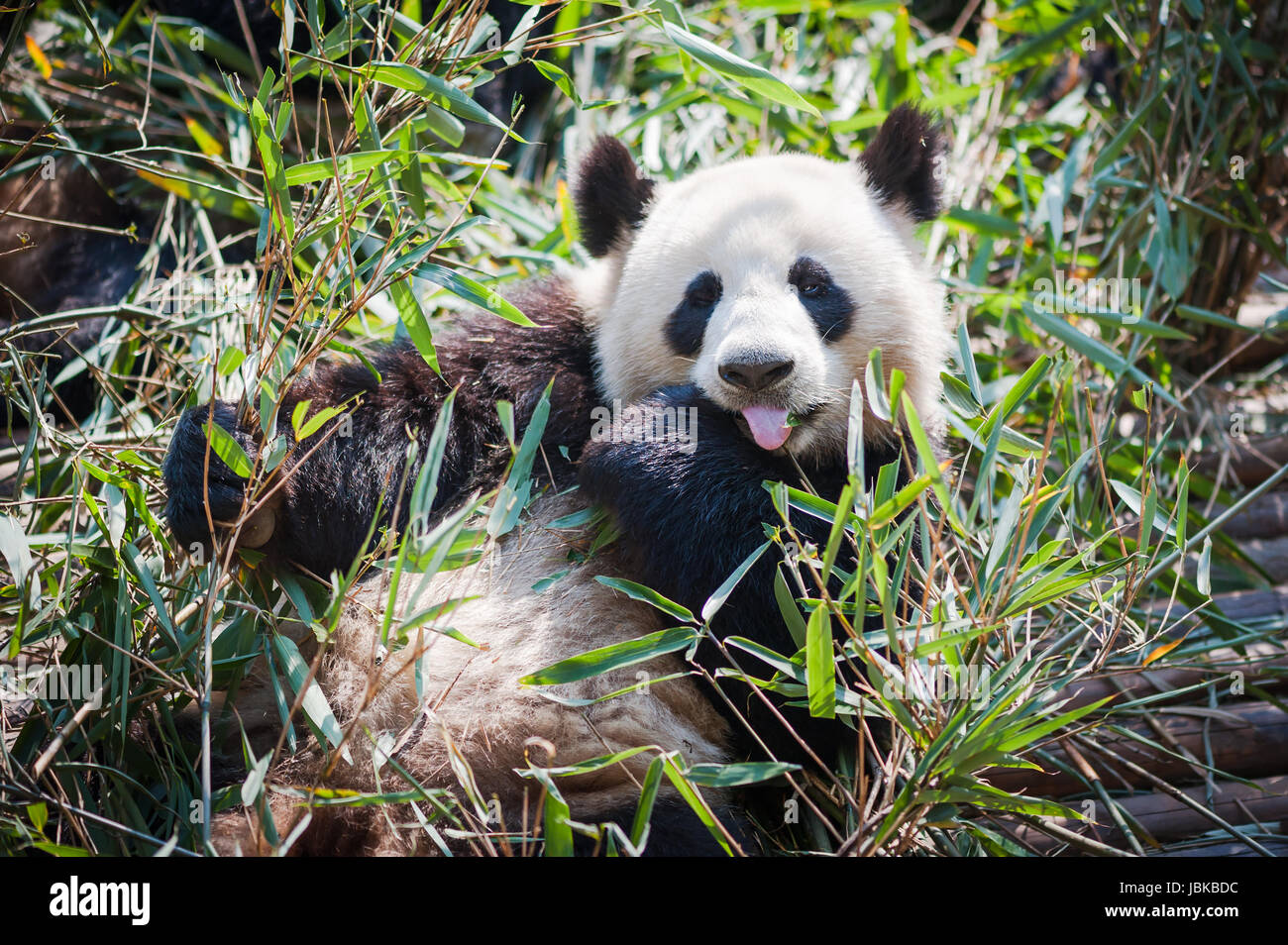 Panda lying down in grass and showing is tongue, China Stock Photo - Alamy