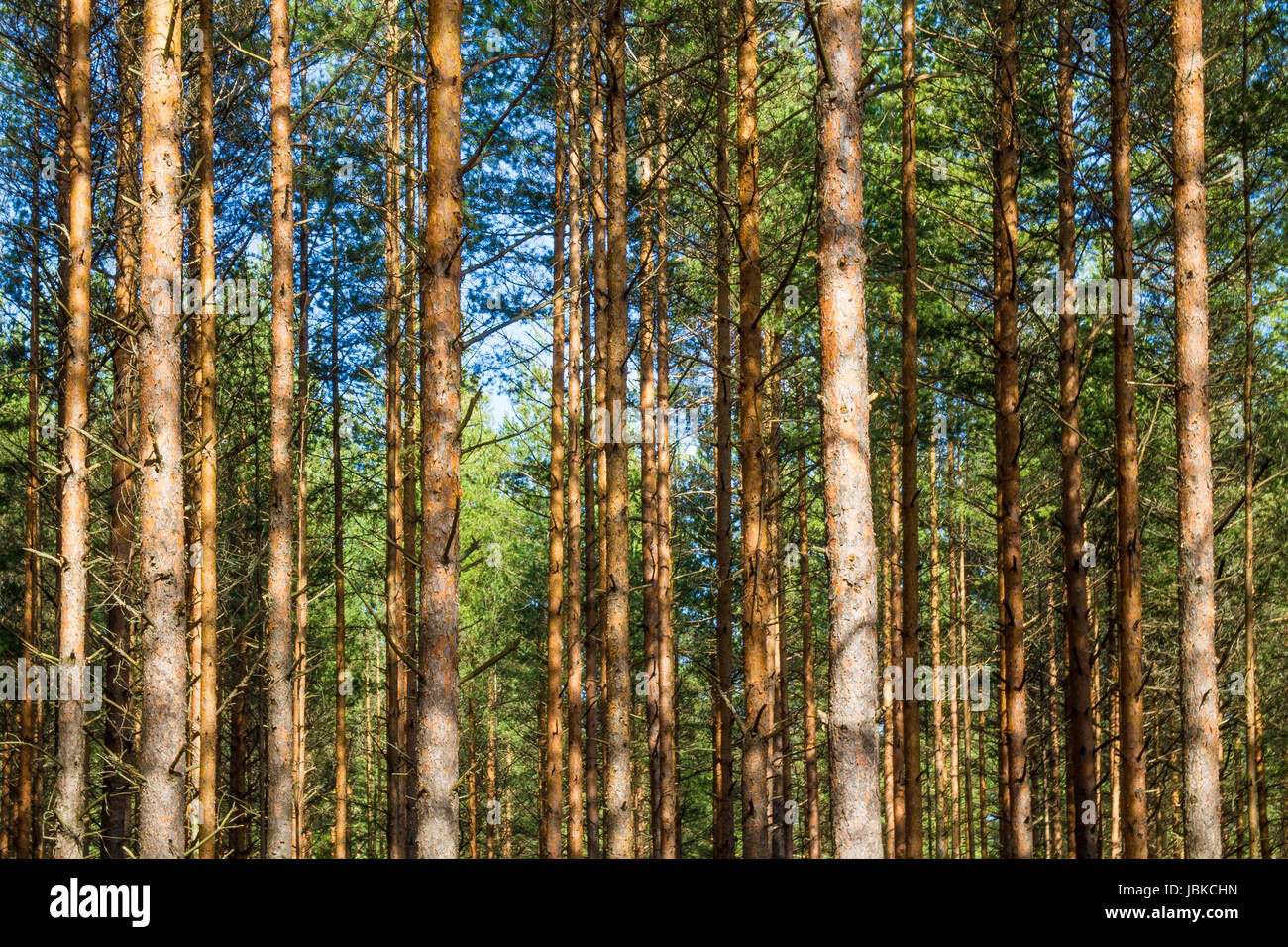 Pine forest background in the sunlight Stock Photo - Alamy