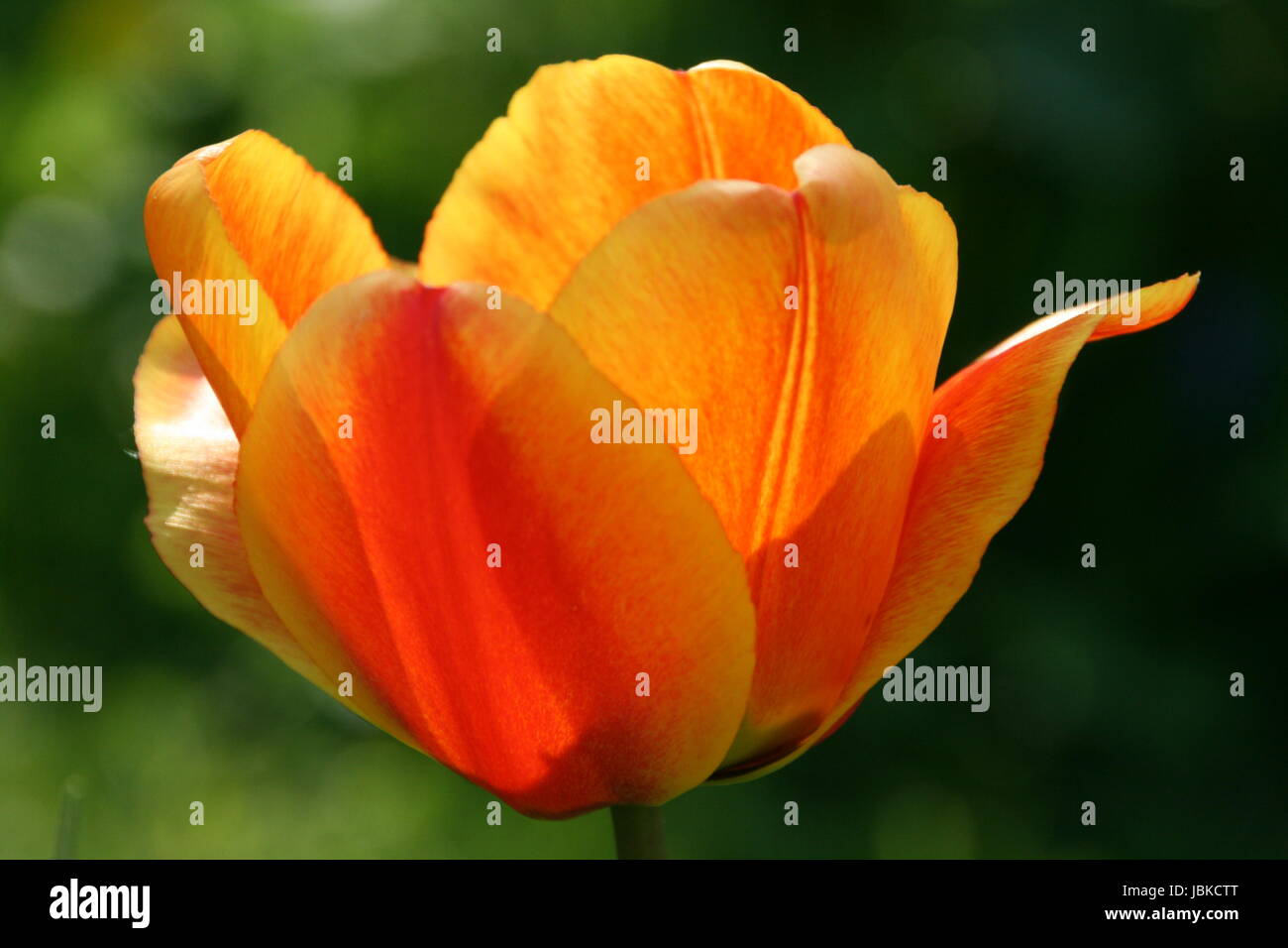 tulip in sunlight Stock Photo - Alamy