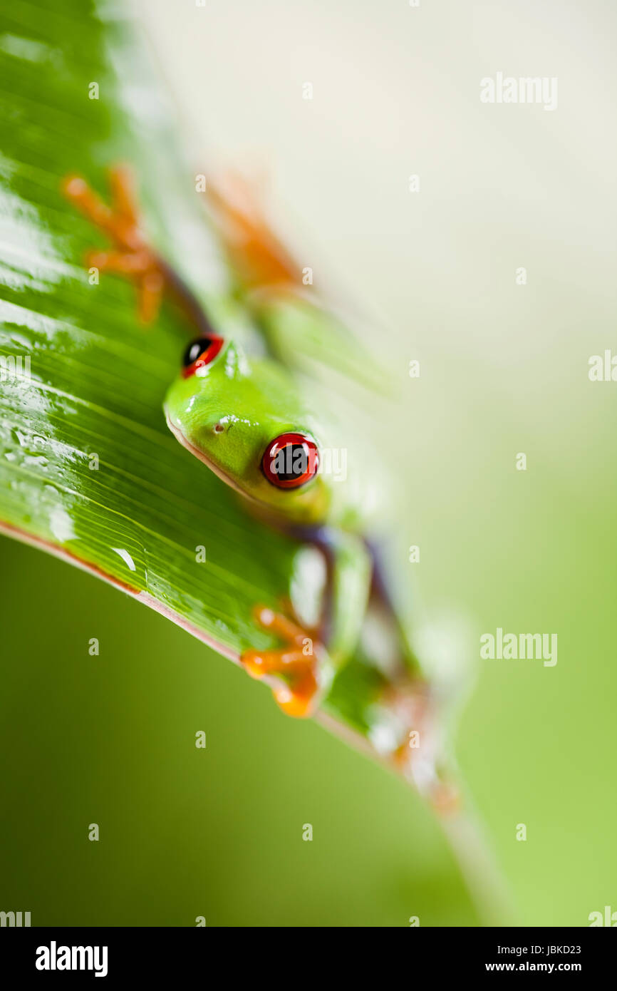 greenback tree frog Stock Photo - Alamy