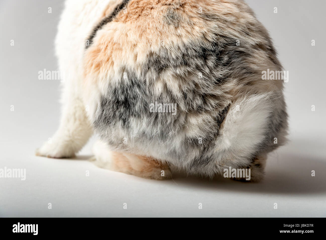 Backside of a rabbit on white background Stock Photo - Alamy