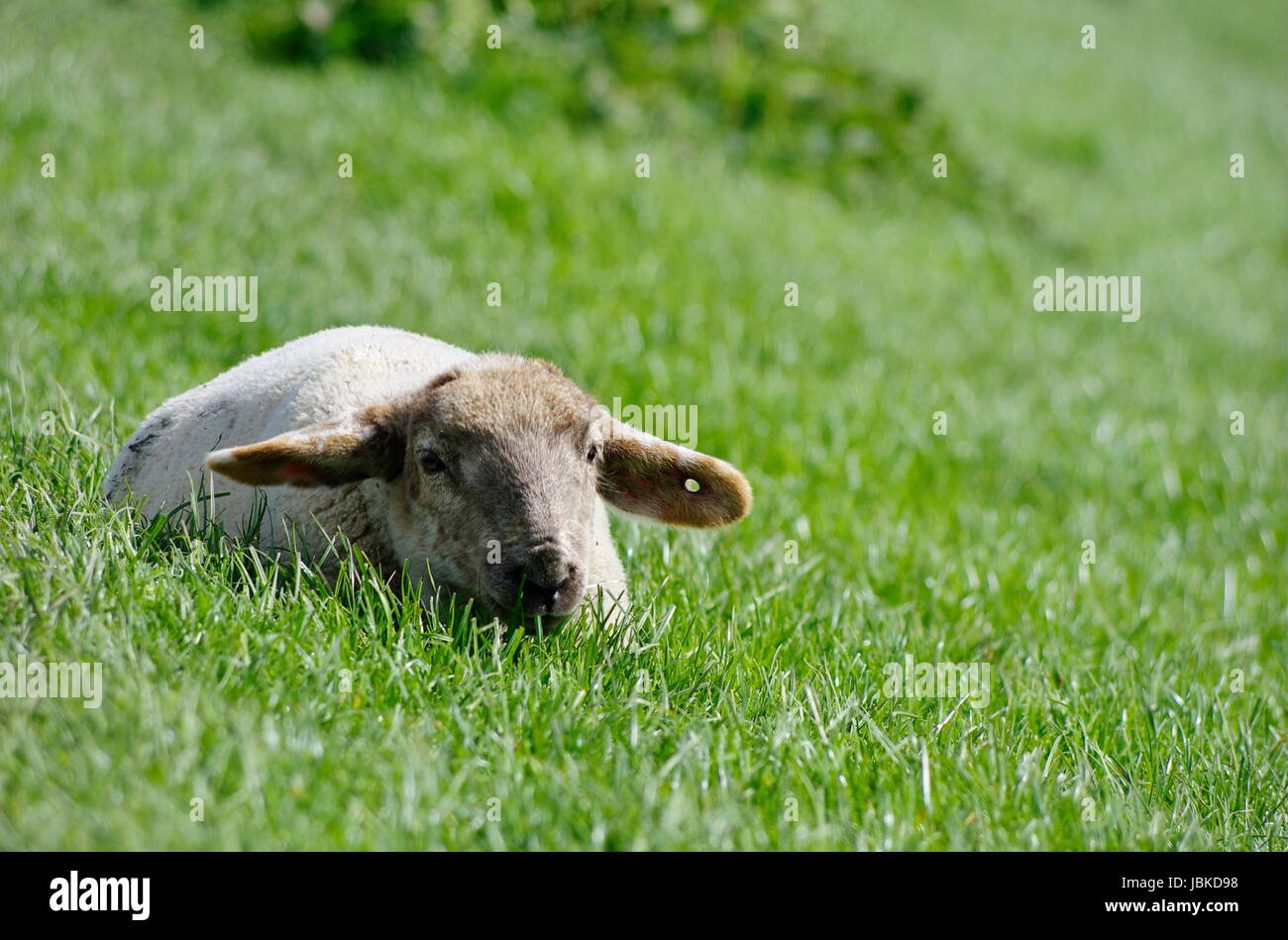 Tired lamb hi-res stock photography and images - Alamy