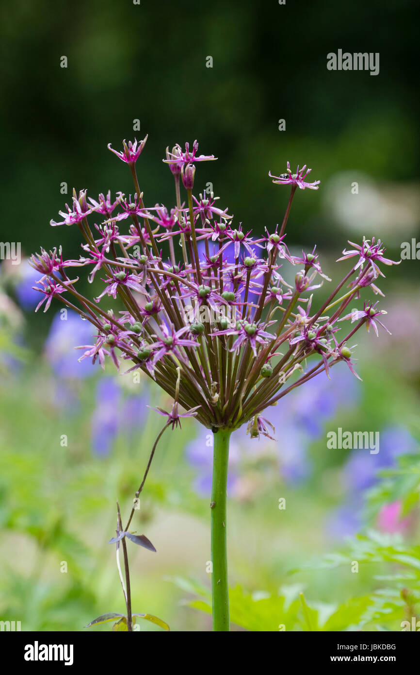 Spidery flower head of the early summer flowering ornamental onion ...