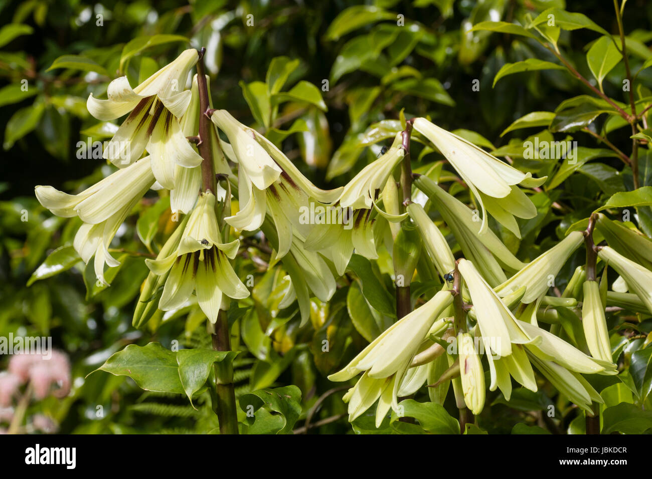Trumpet lily flowers of the Giant Yunnan lily, Cardiocrinum giganteum ...