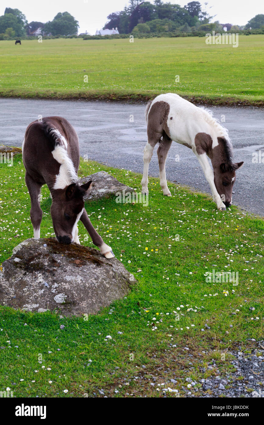 Grazing Dartmoor pony foals on Roborough Down, Yelverton, Devon, UK ...