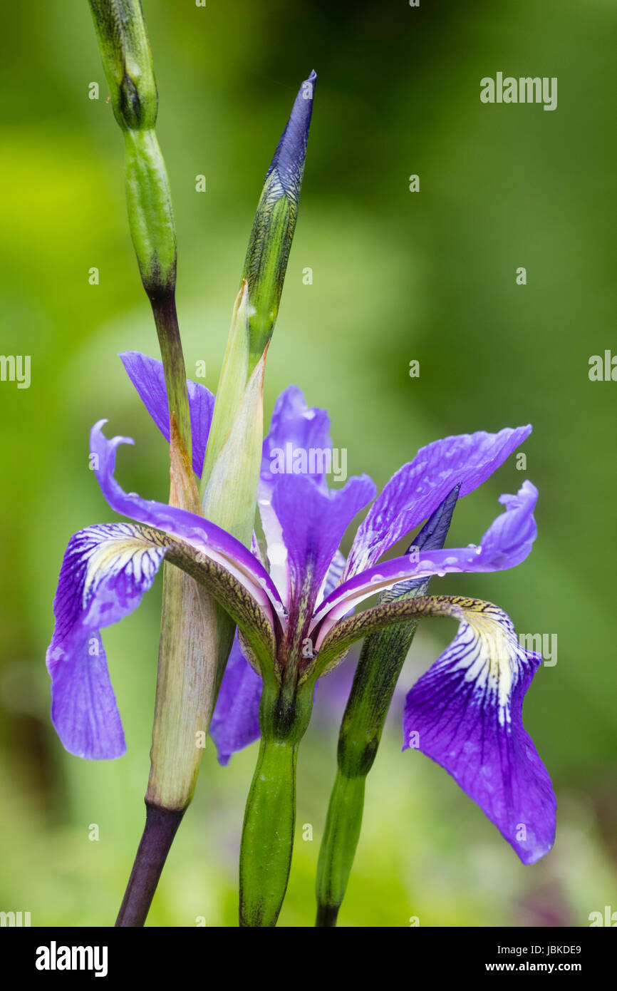Flower and bud of the tall, upright water iris, Iris x robusta 'Dark Aura', an I.versicolor x ...