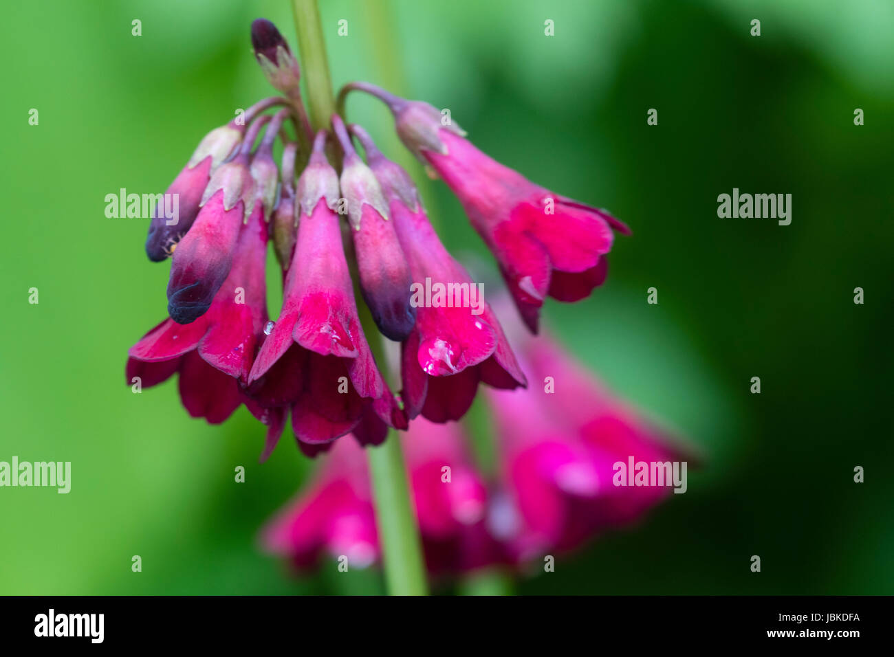Red primula flowers hi-res stock photography and images - Alamy