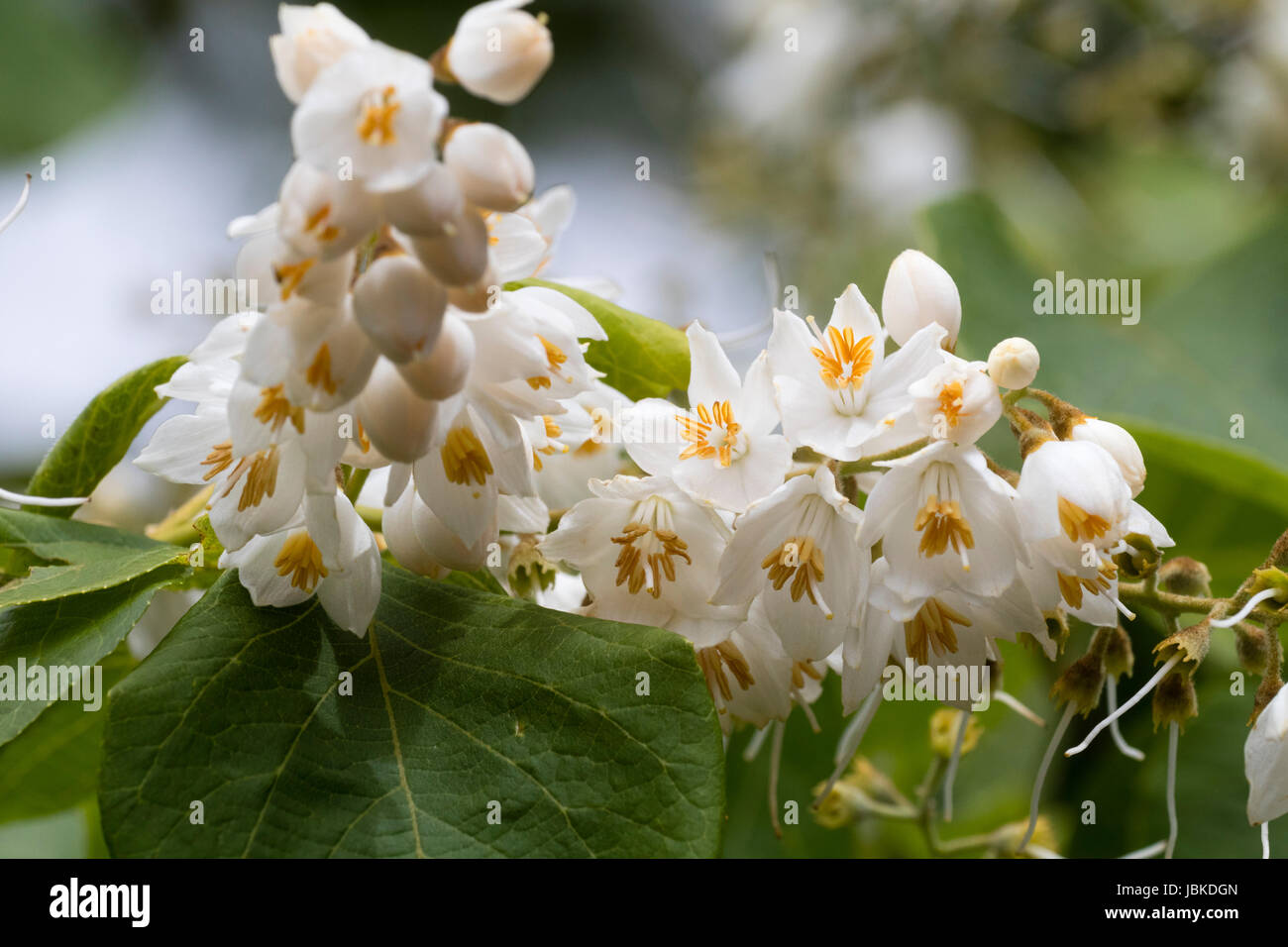 June flowers and foliage of the fragrant snowbell tree, Styrax obassia ...