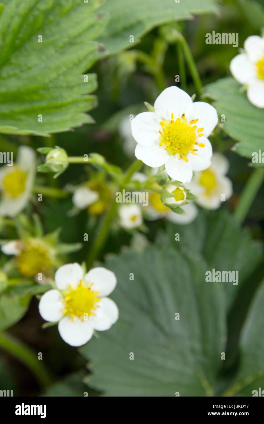 strawberry plant in a garden Stock Photo - Alamy