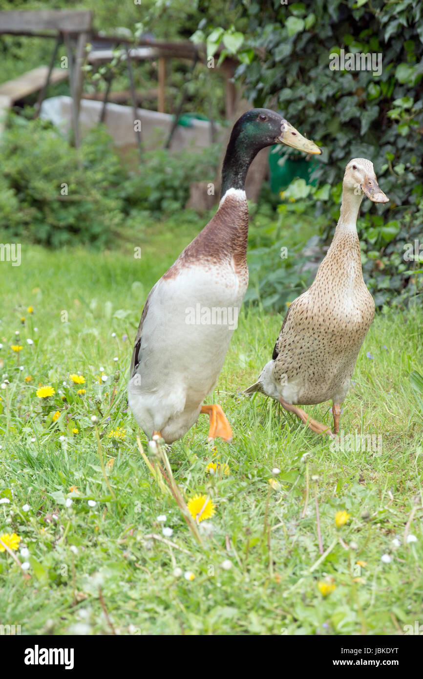 two ducks on a meadow Stock Photo - Alamy