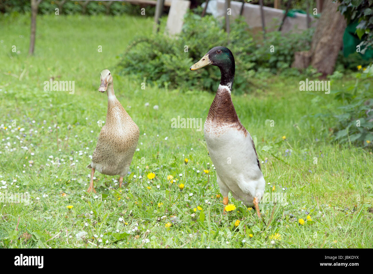 Drake and female on a meadow hi-res stock photography and images - Alamy