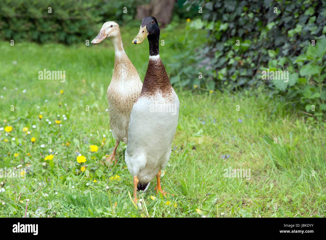 Drake and female on a meadow hi-res stock photography and images - Alamy