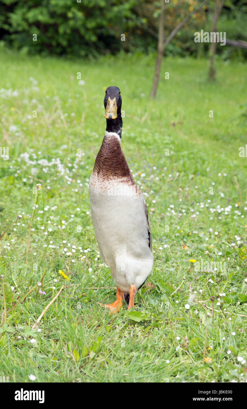 duck on a meadow Stock Photo - Alamy