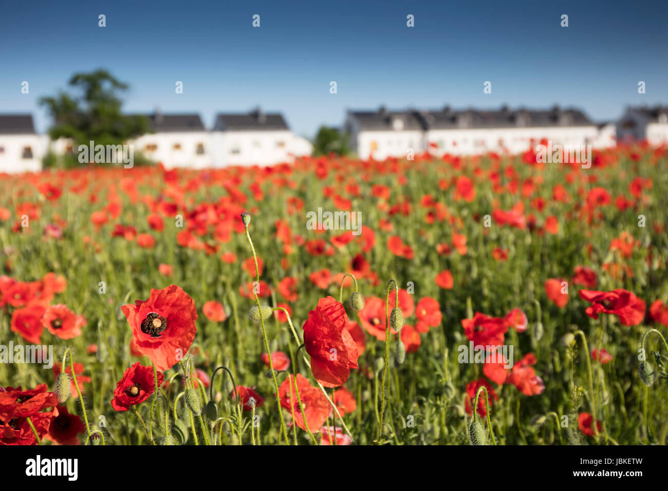 Housing estate on the outskirts of the town. Beautiful red poppy field ...