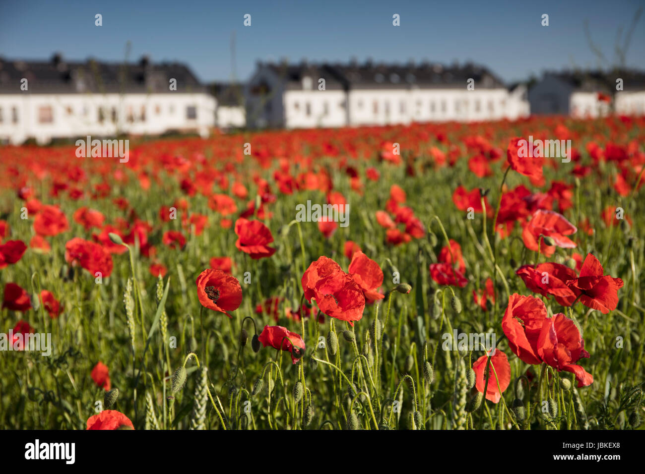 Housing estate on the outskirts of the town. Beautiful red poppy field ...