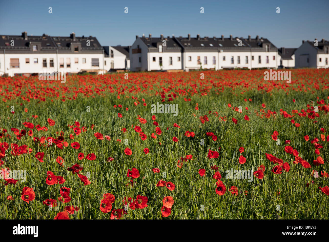 Housing estate on the outskirts of the town. Beautiful red poppy field ...