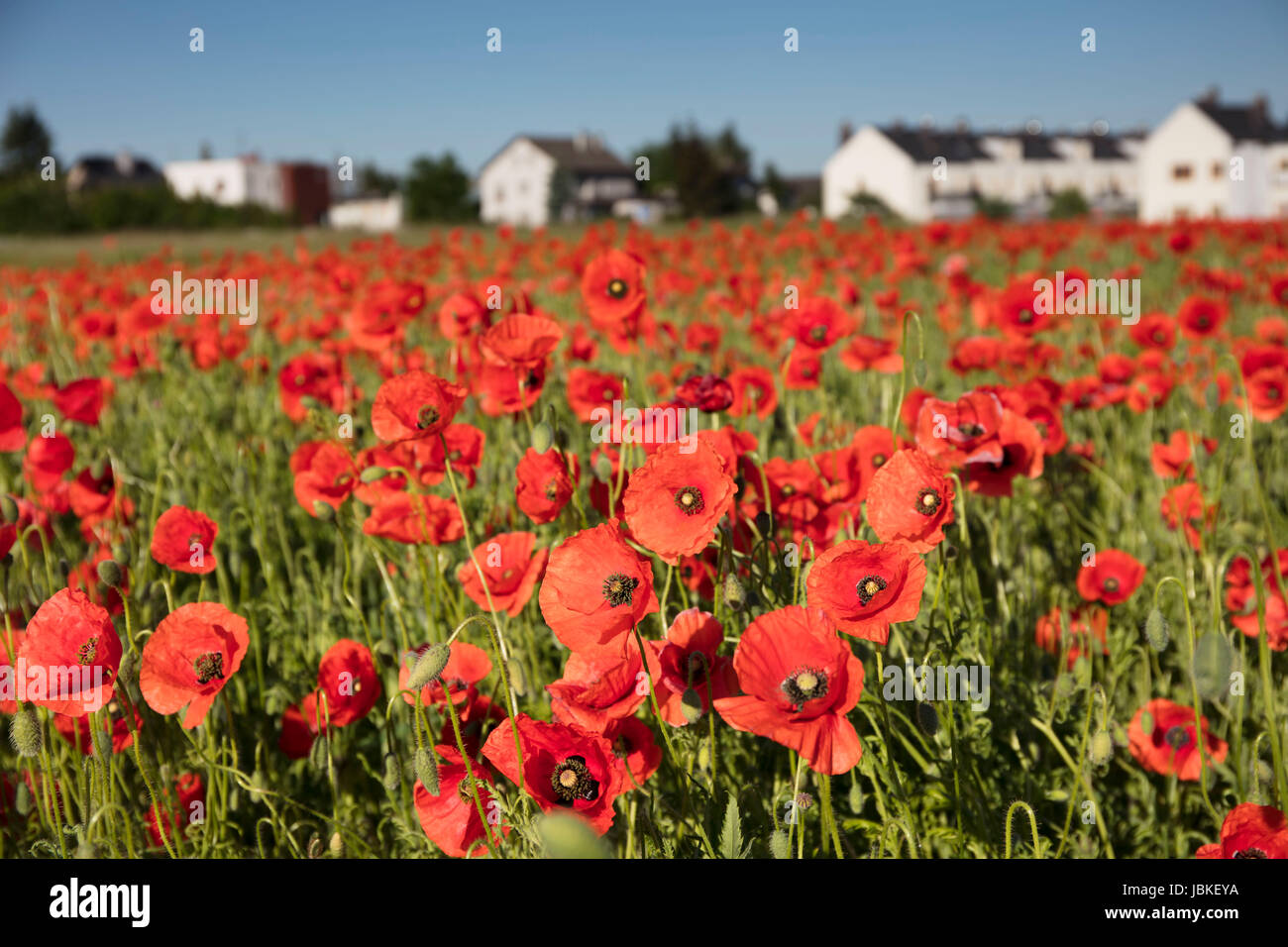 Housing estate on the outskirts of the town. Beautiful red poppy field ...
