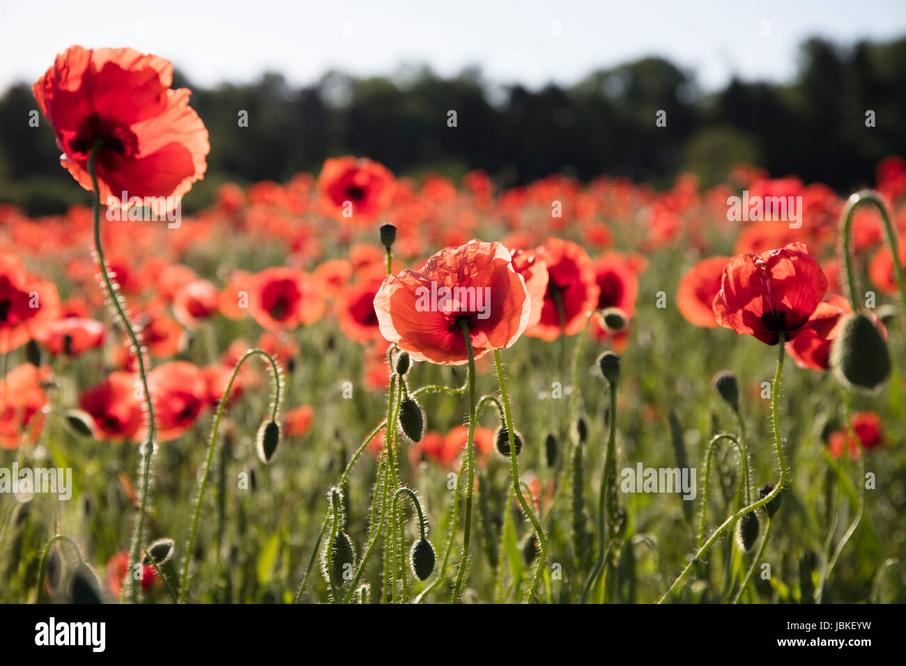 Beautiful red poppy field in the outskirts of the town. Concept of ...