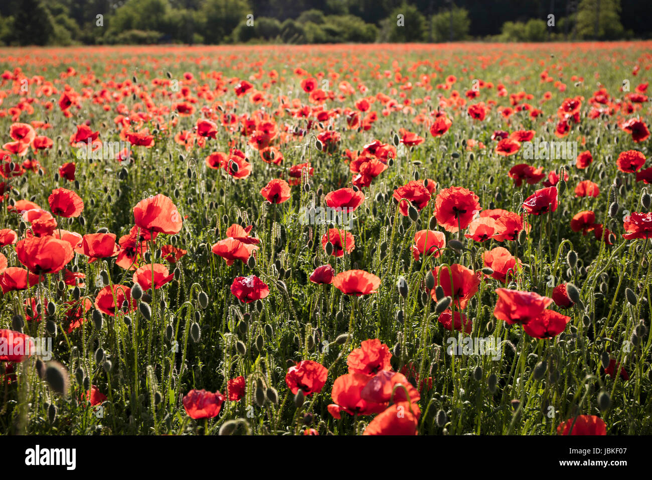 Beautiful red poppy field in the outskirts of the town. Concept of ...