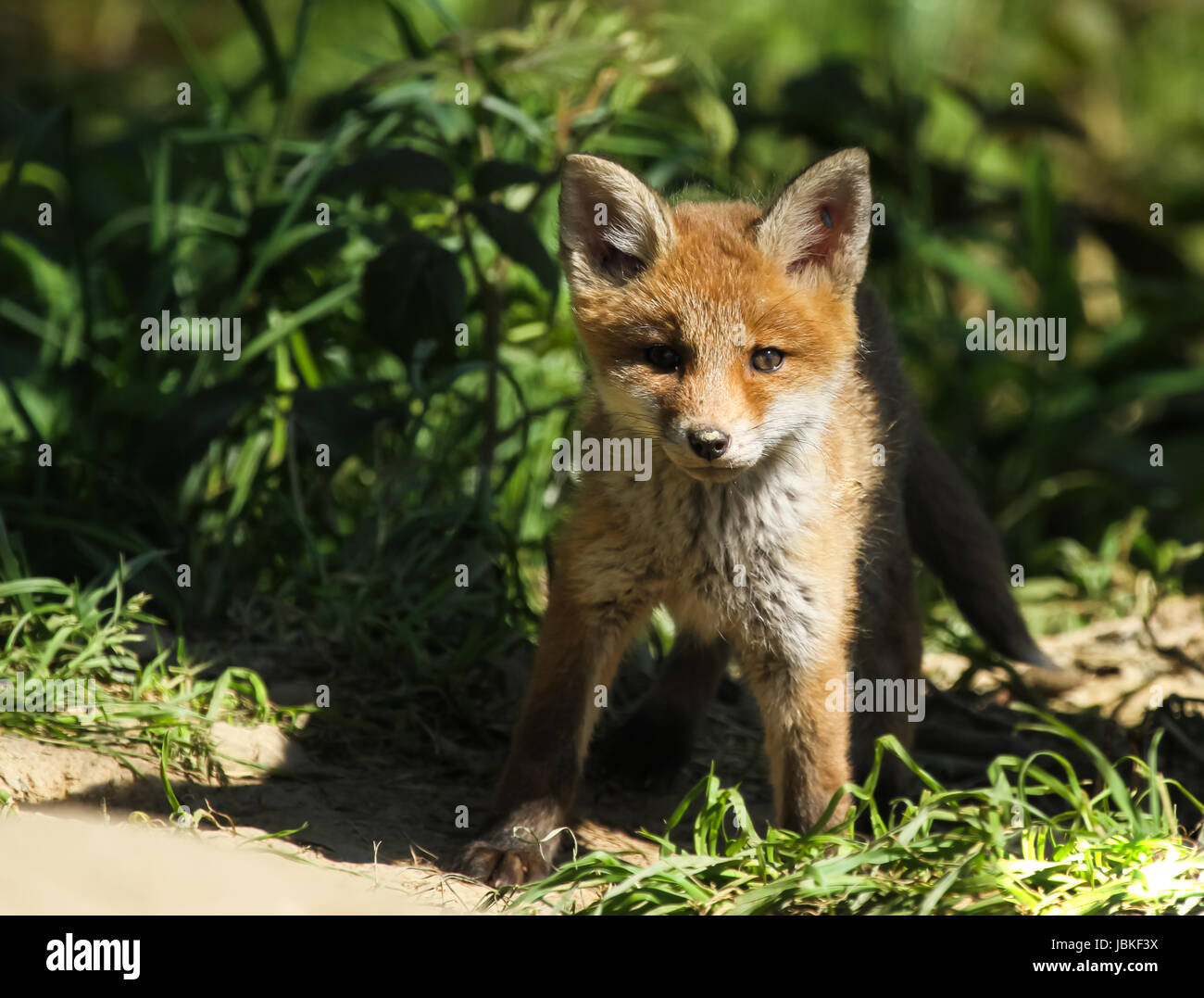 den of a fox nature Stock Photo - Alamy