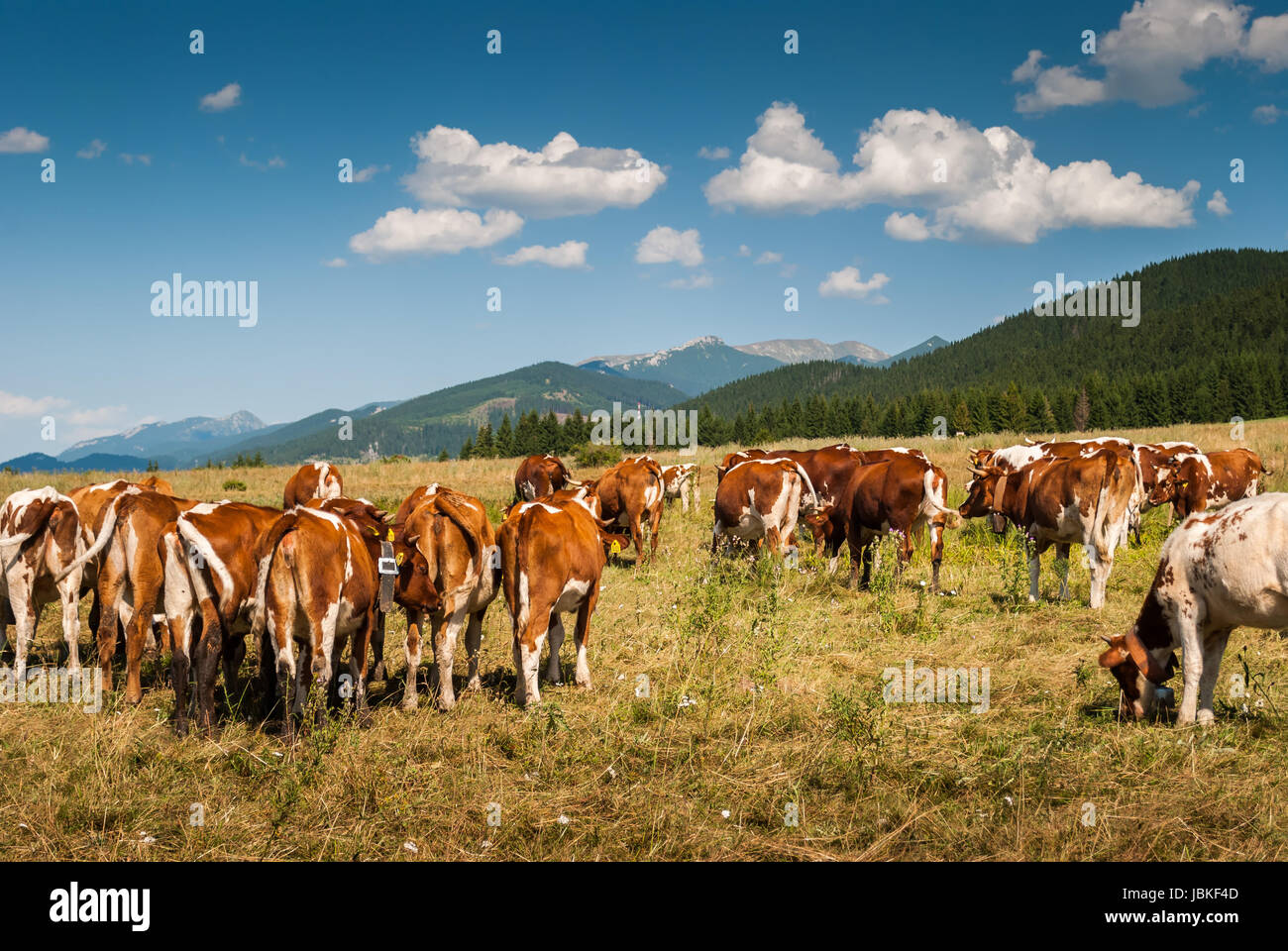 Kvacianska hi-res stock photography and images - Alamy