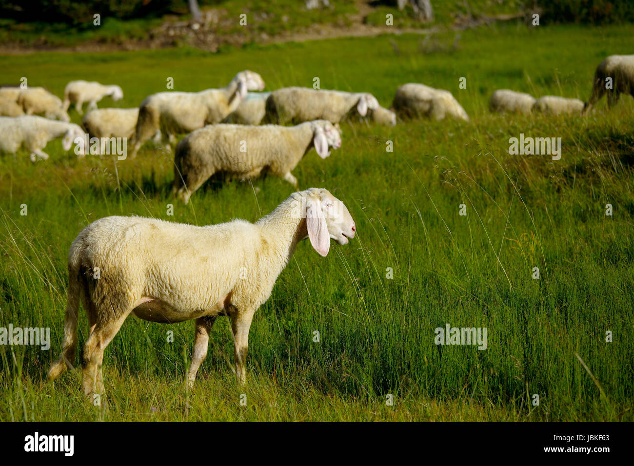 Sheep grazing on an alpine field Stock Photo - Alamy