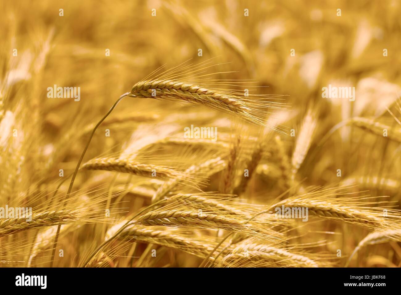 Wheat plants on an agricultural field Stock Photo - Alamy
