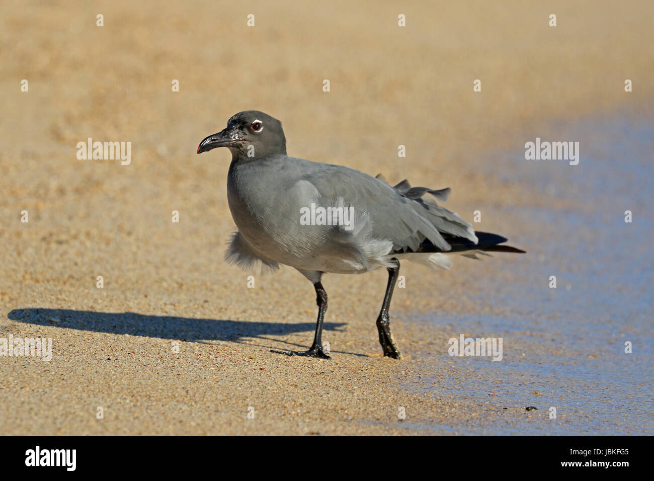 Lava Gull on a sandy beach in the Galapagos Stock Photo - Alamy