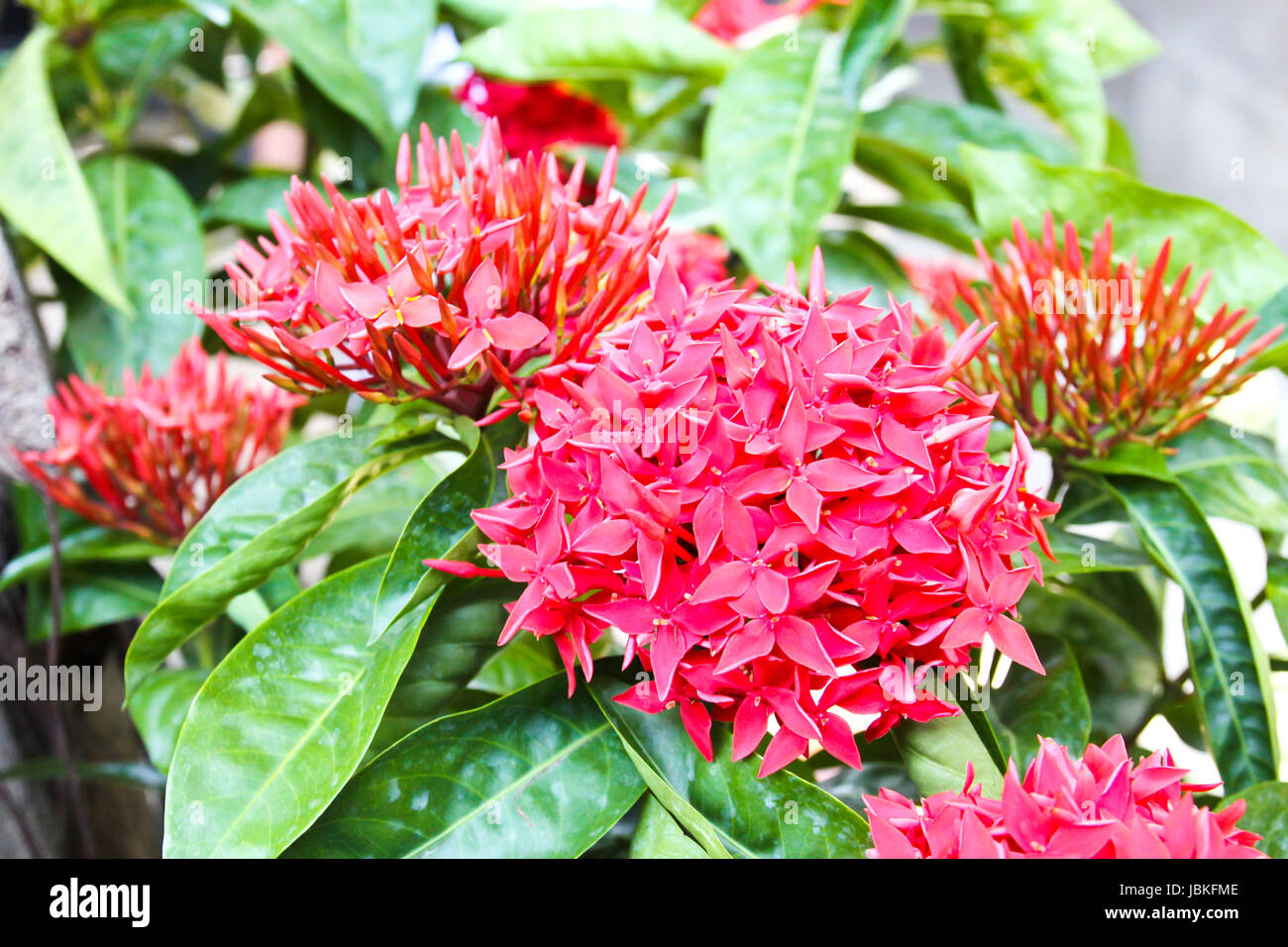 Red Ixora flower in garden Stock Photo - Alamy