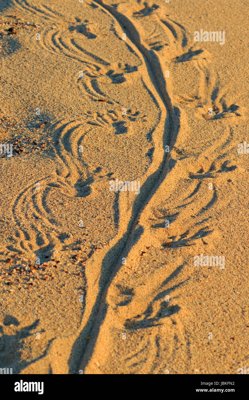 Iguana Tracks High Resolution Stock Photography and Images - Alamy