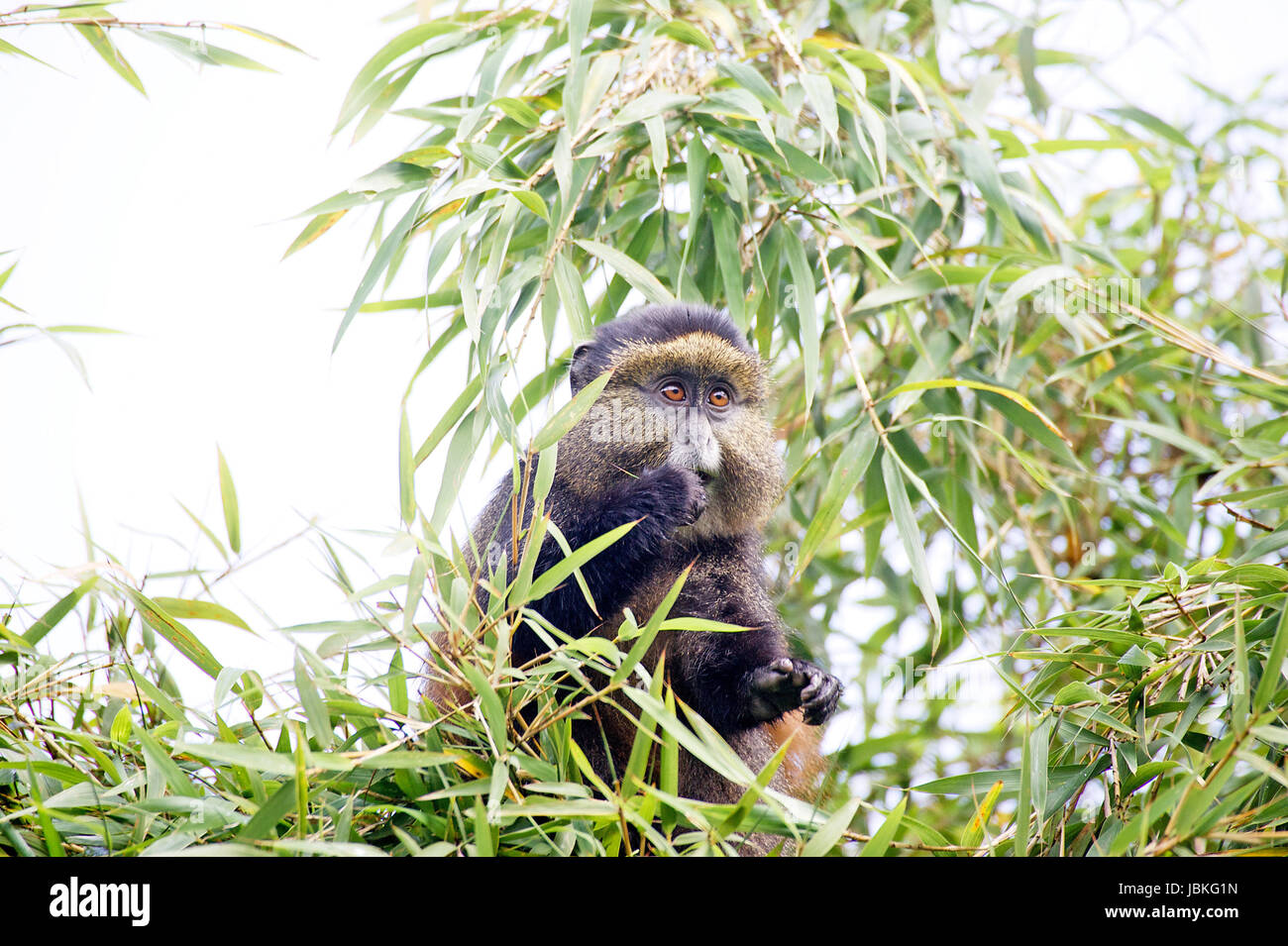 Golden monkey at the Volcanoes National Park, Rwanda Stock Photo - Alamy