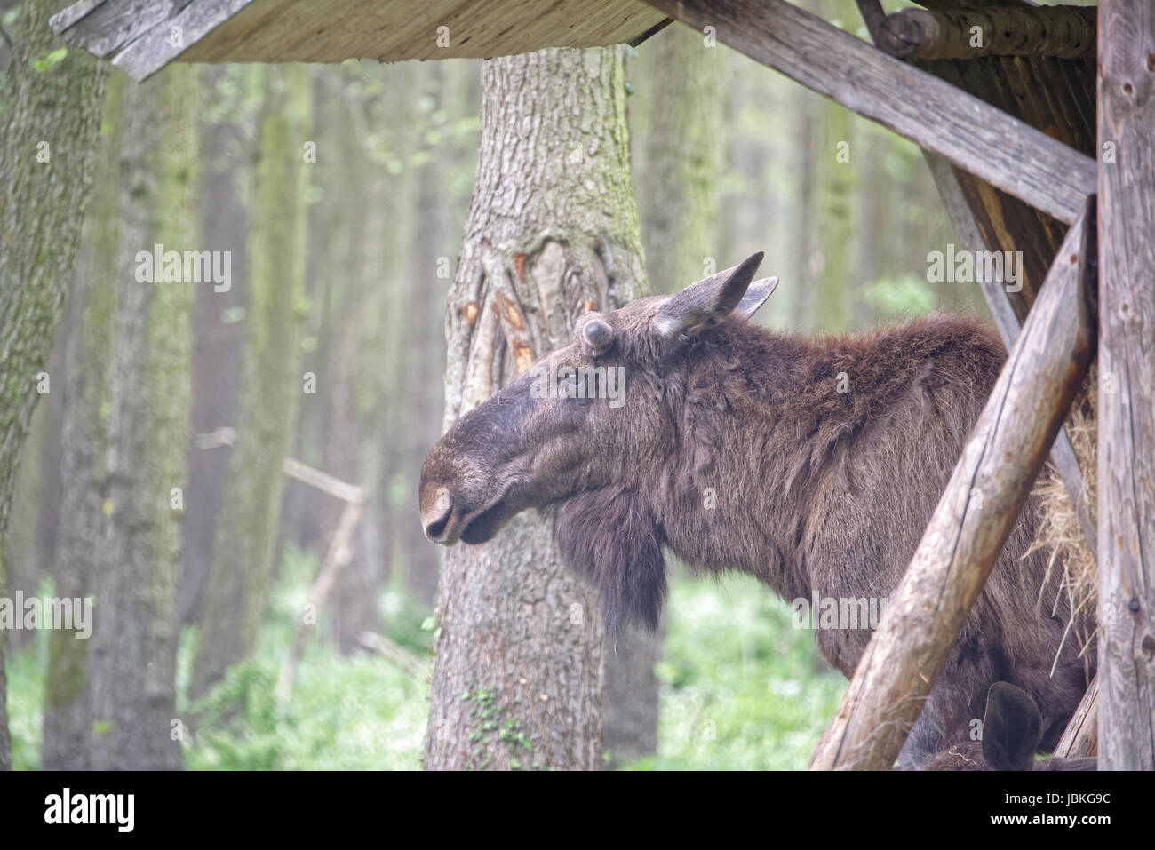 Eurasian elk (Europe),Deer,Sikawild Stock Photo - Alamy