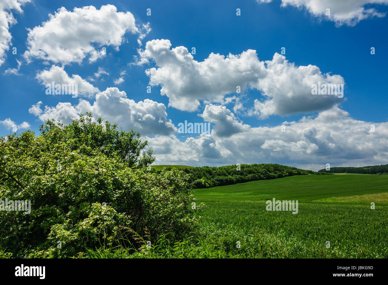 Landscape with trees and clouds in the sky Stock Photo - Alamy