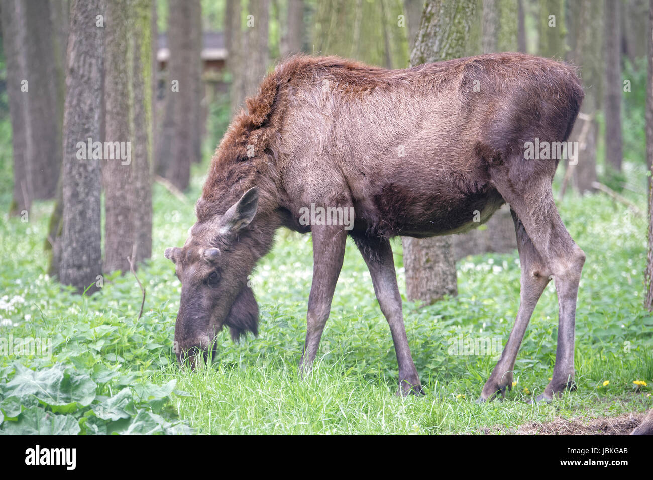 Eurasian elk (Europe),Deer,Sikawild Stock Photo - Alamy