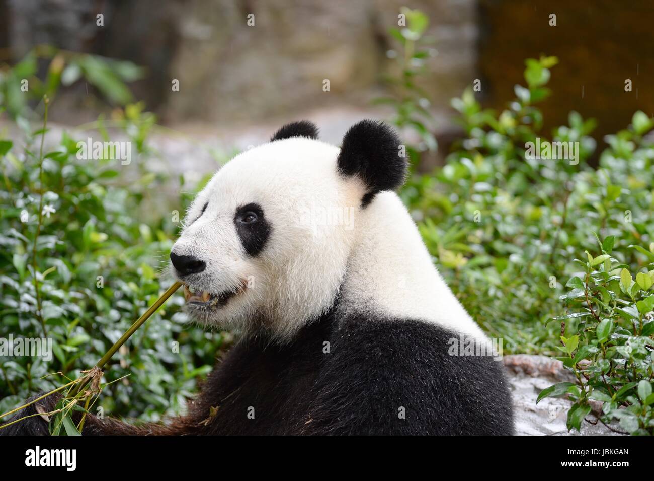 A close up shot of a giant panda Stock Photo - Alamy