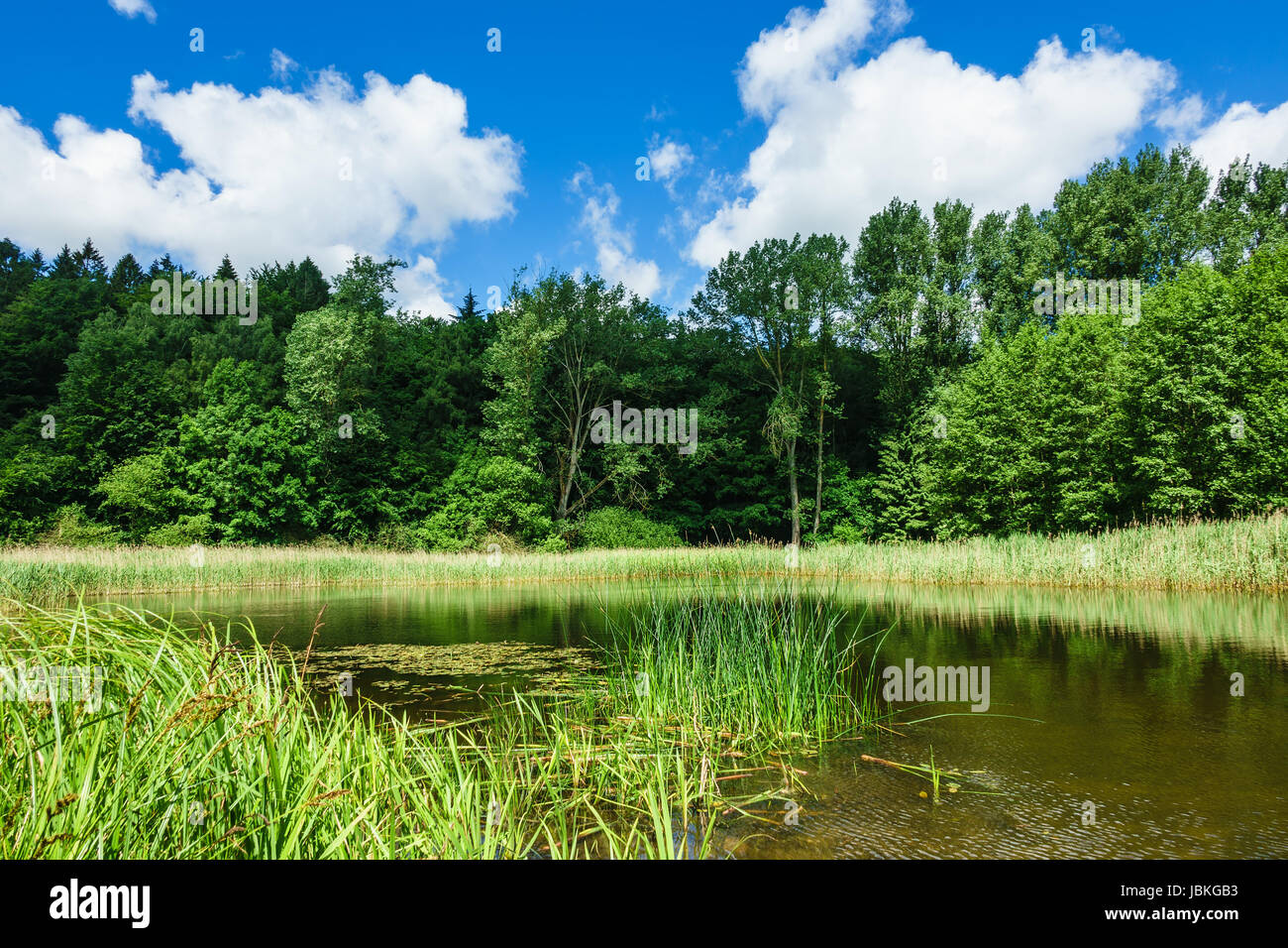 Landscape with trees and a small lake Stock Photo - Alamy