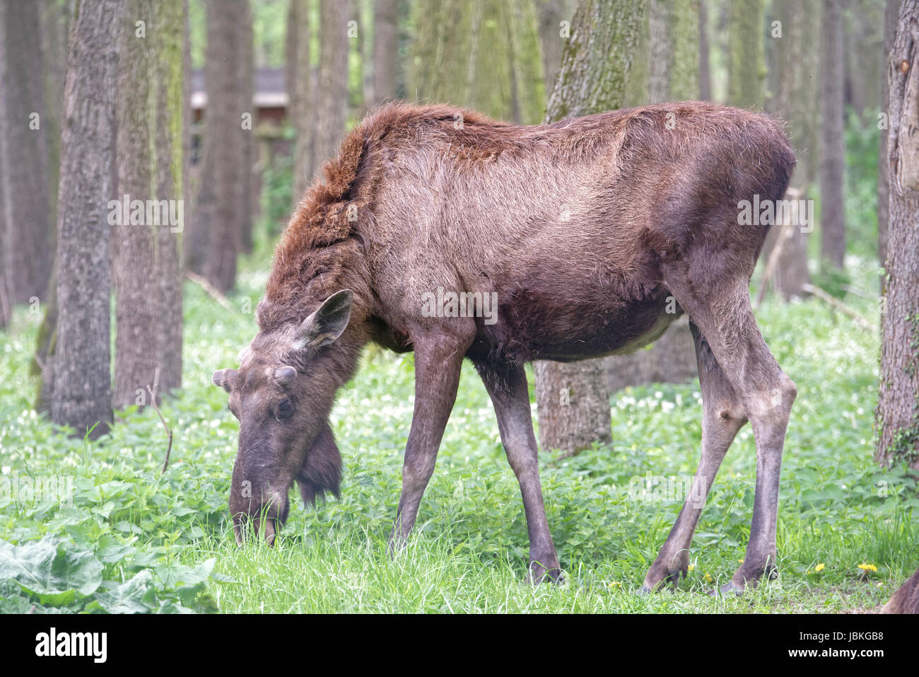 Eurasian elk (Europe),Deer,Sikawild Stock Photo - Alamy