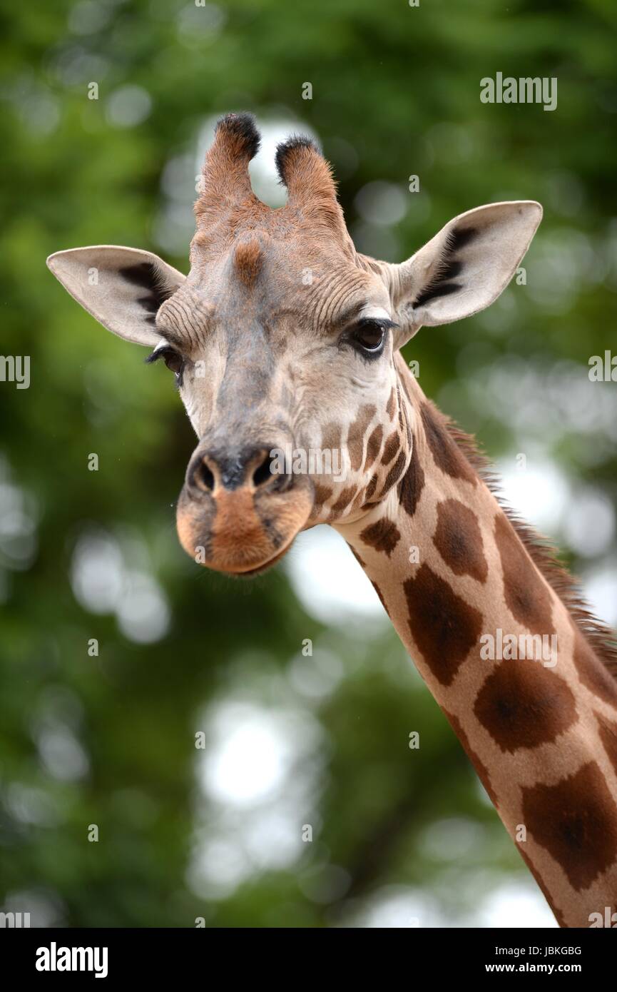 A close up shot of a Giraffe Stock Photo - Alamy