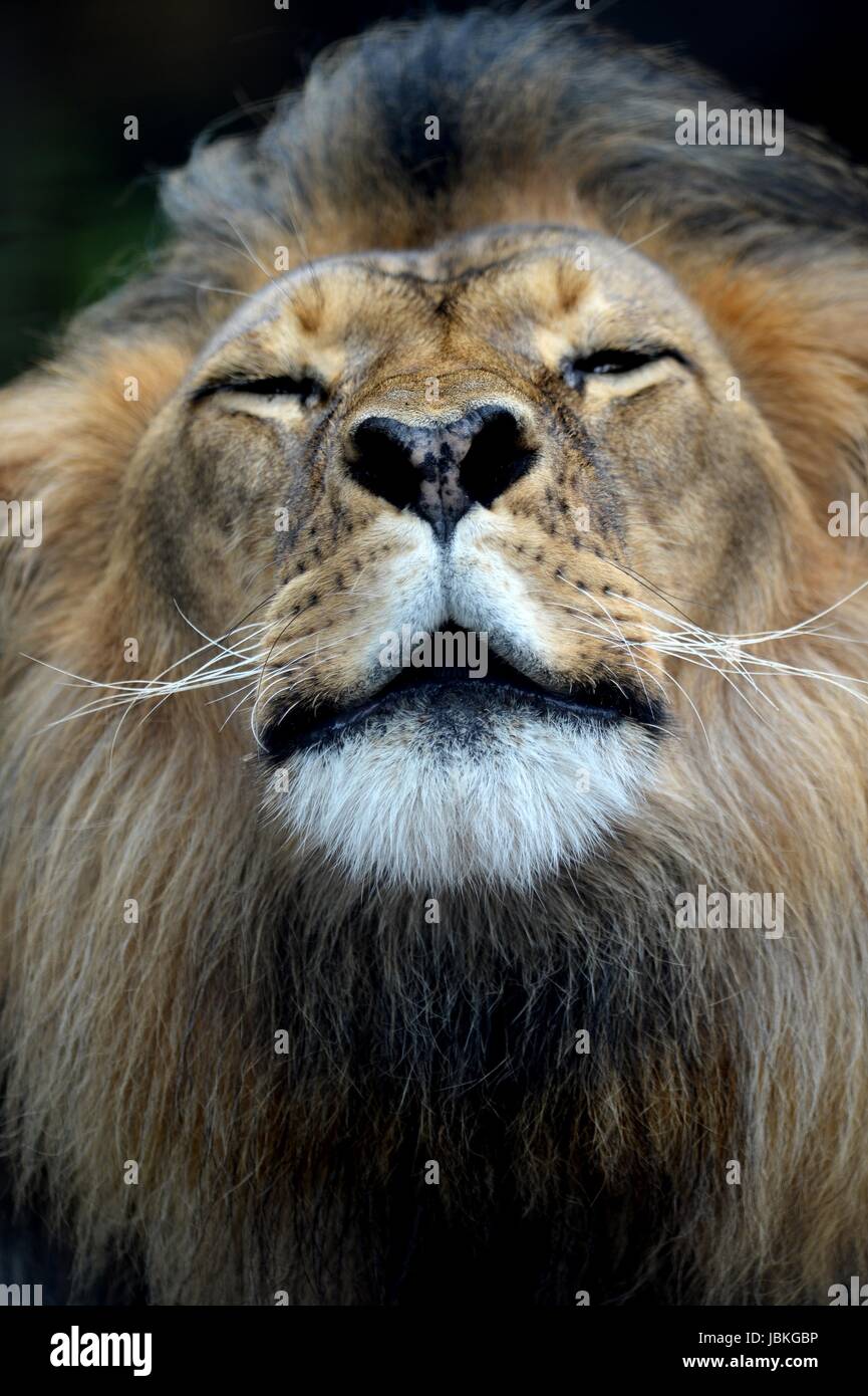 A close up shot of an African Lion Stock Photo - Alamy