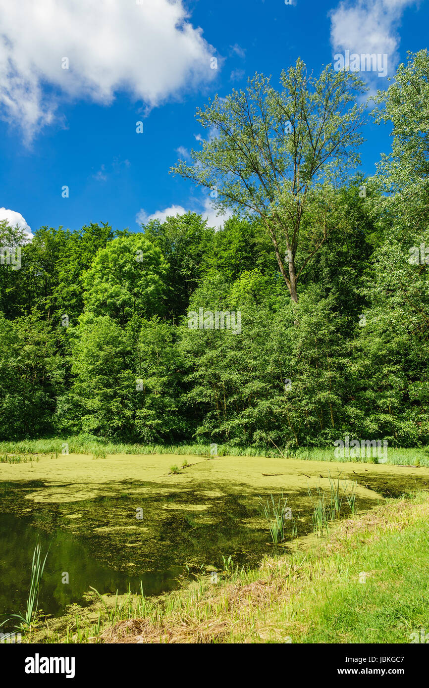 Landscape with trees and a small lake Stock Photo - Alamy