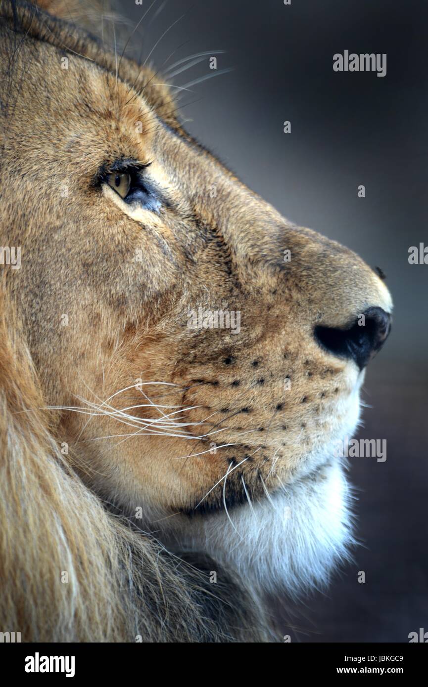 A close up shot of an African Lion Stock Photo - Alamy
