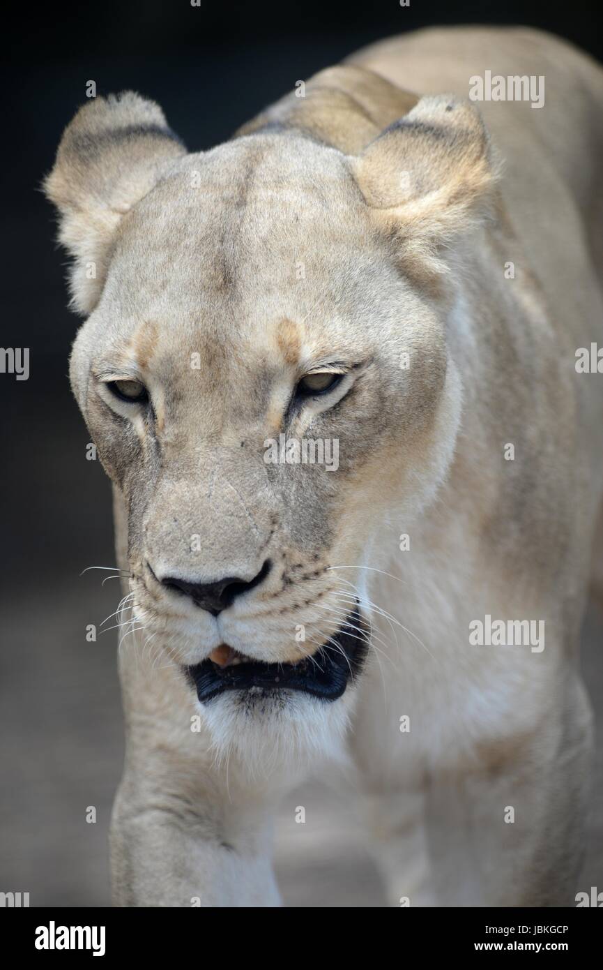 A close up shot of an African Lion Stock Photo - Alamy