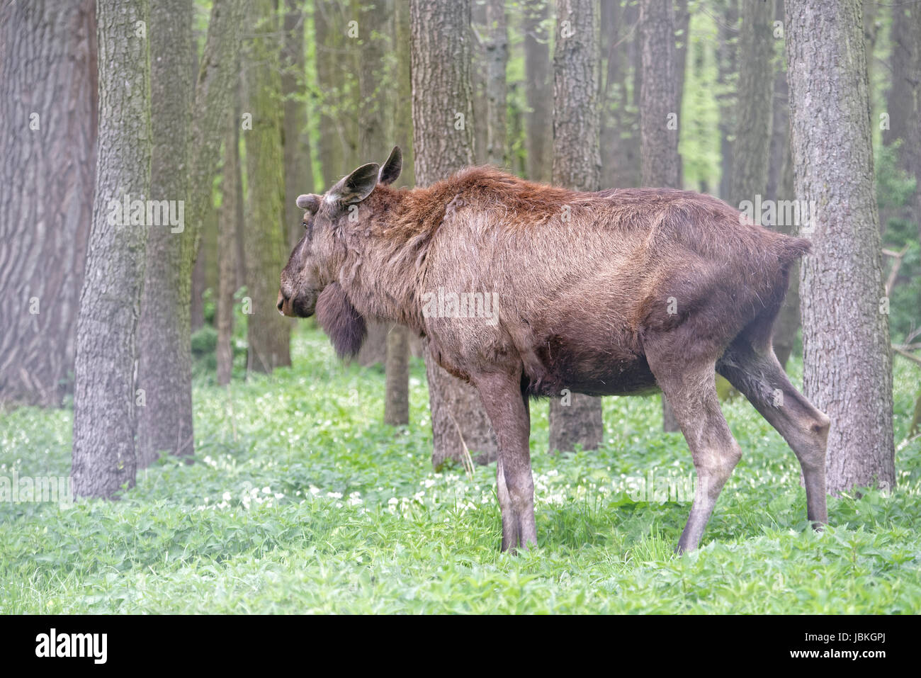 Eurasian elk (Europe),Deer,Sikawild Stock Photo - Alamy